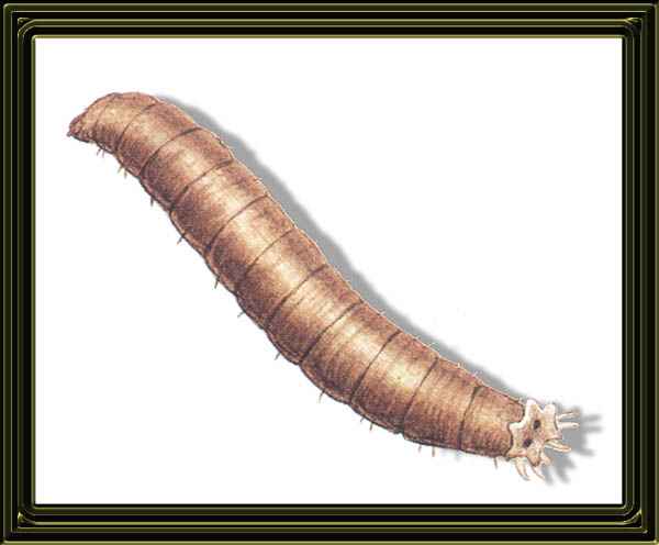 Crane Fly crane-fly