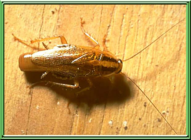 German Cockroach